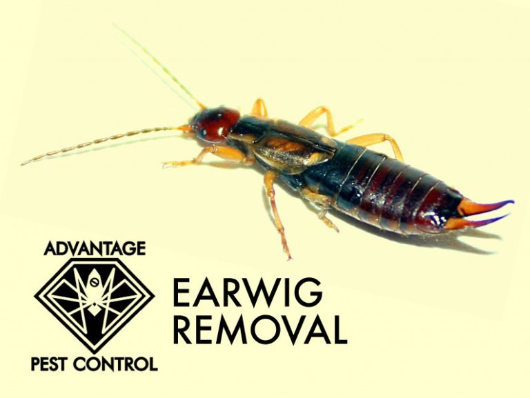 Earwigs - Advantage Pest Control, Inc.